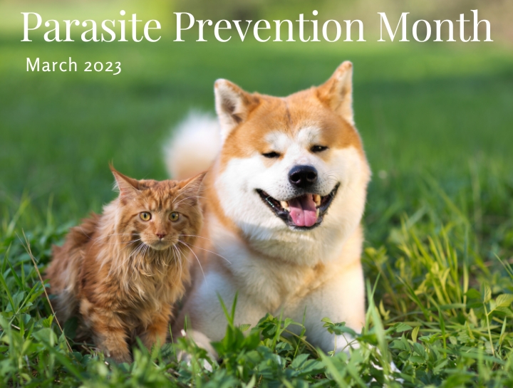 Parasite Prevention | Pet Shield Veterinary Hospital